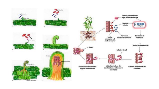 NODULE FORMATION, NOD FACTORS, AND CELL FATE | PPTX