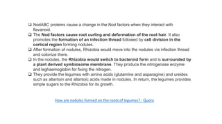 NODULE FORMATION, NOD FACTORS, AND CELL FATE | PPTX