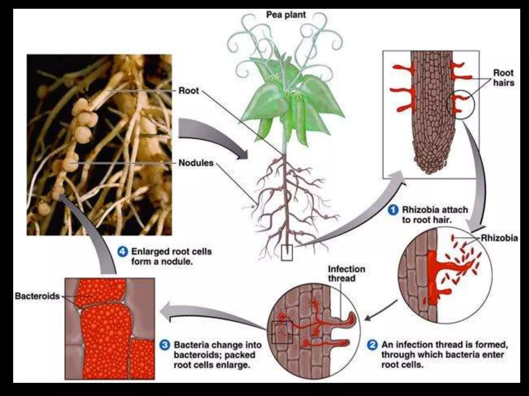 Nodule formation | PPTX