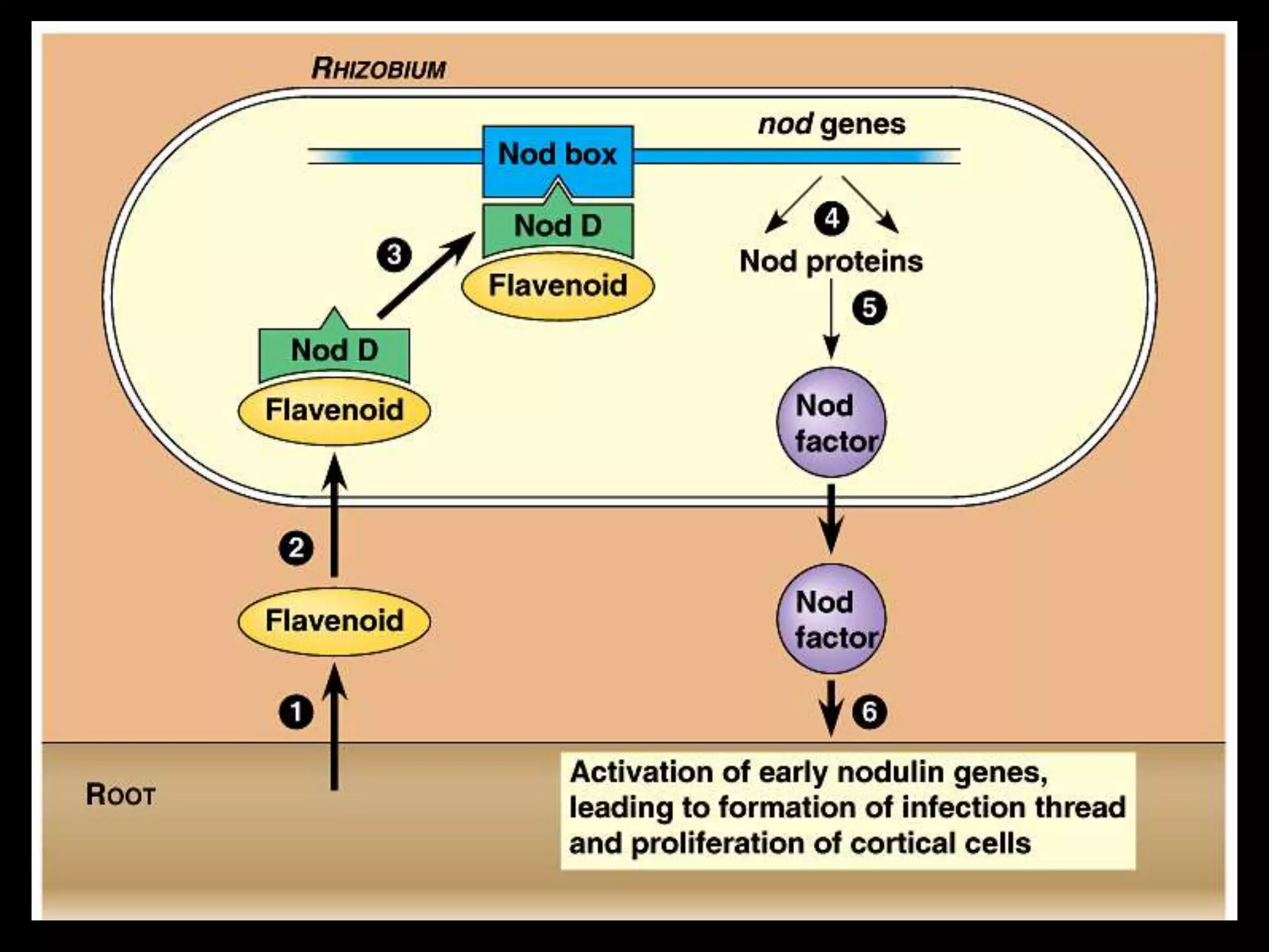 Nodule formation | PPTX