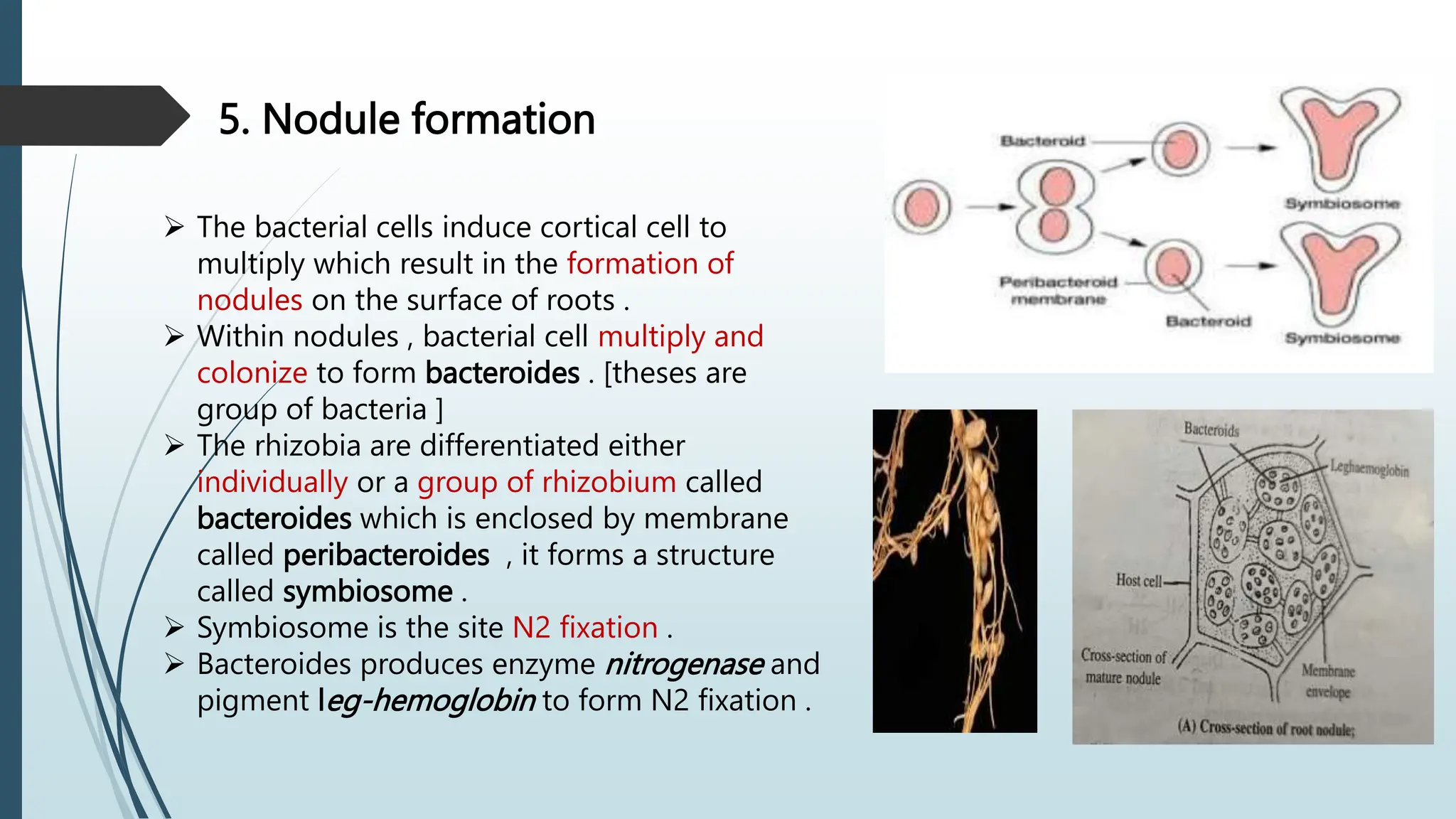 nodule formation by alisha dewangan.pptx