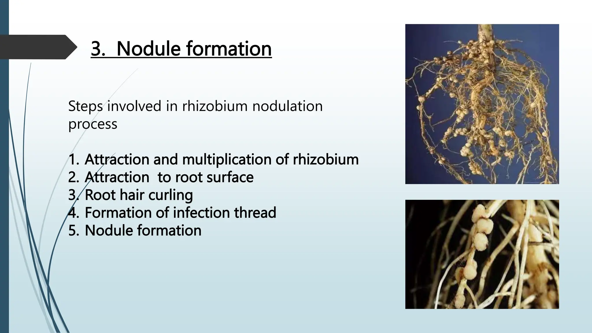 nodule formation by alisha dewangan.pptx
