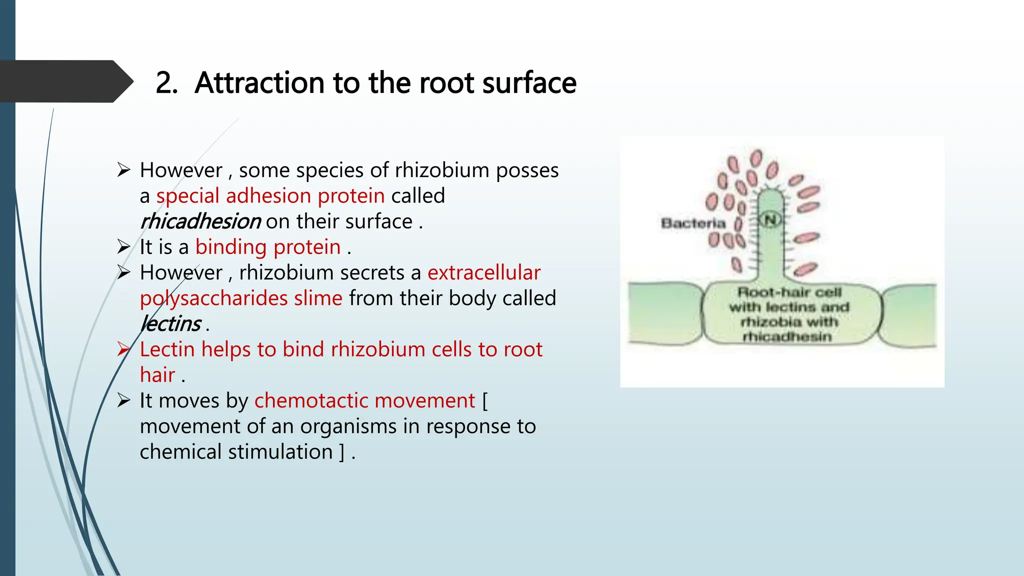 nodule formation by alisha dewangan.pptx
