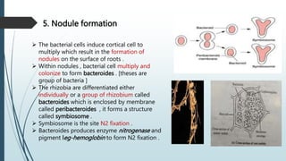 nodule formation by alisha dewangan.pptx