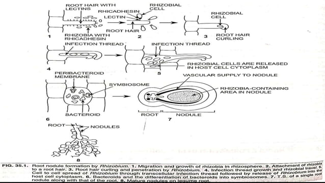 nodule formation by alisha dewangan.pptx