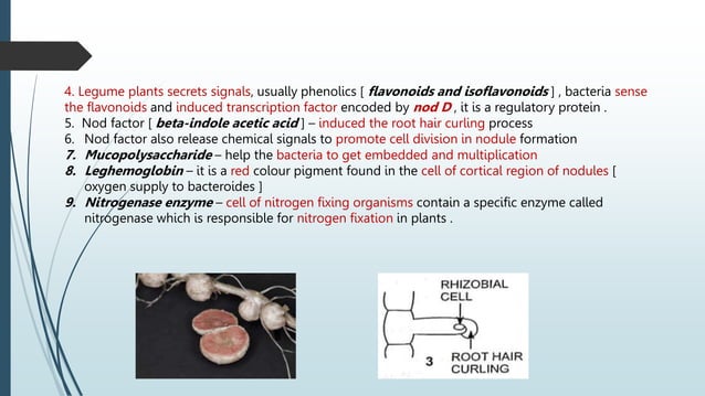 nodule formation by alisha dewangan.pptx