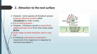 nodule formation by alisha dewangan.pptx