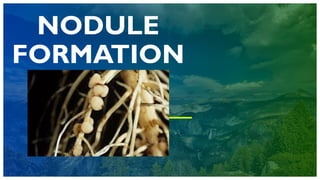 STEPS OF effective NODULE FORMATION.pptx