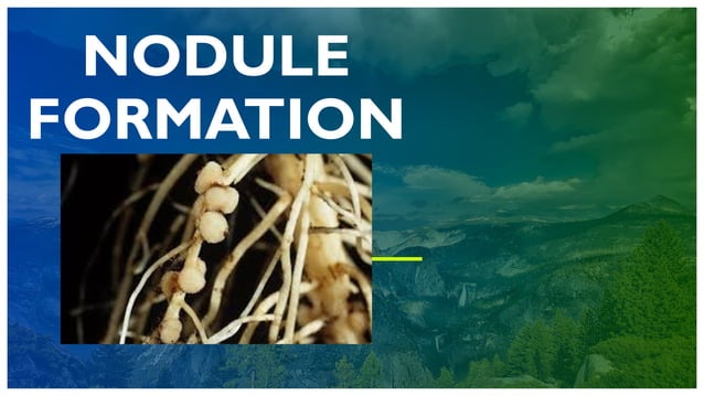 STEPS OF effective NODULE FORMATION.pptx