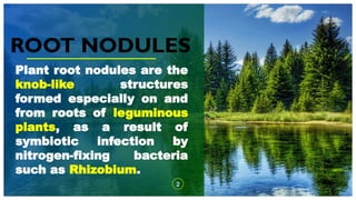 STEPS OF effective NODULE FORMATION.pptx
