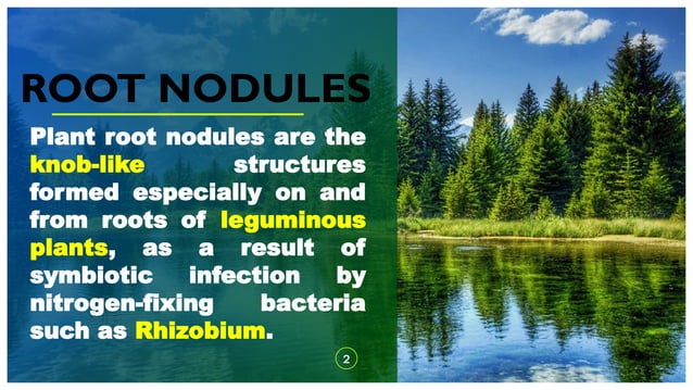 STEPS OF effective NODULE FORMATION.pptx