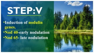 STEPS OF effective NODULE FORMATION.pptx