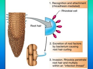 Nodule formation and nod factors | PDF
