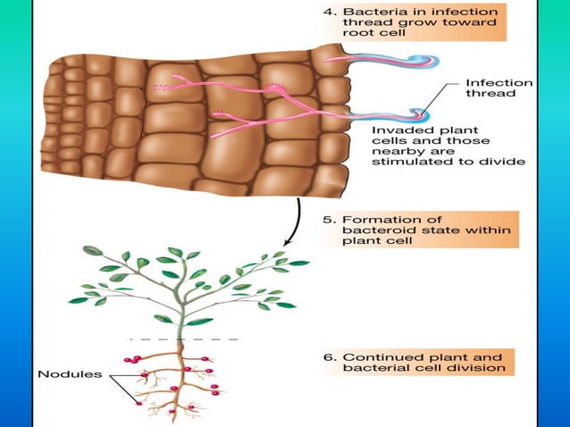 Nodule formation and nod factors | PDF | Gardening | Home & Garden