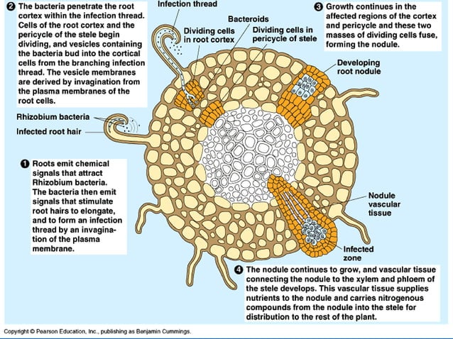 Nodule formation and nod factors | PDF | Gardening | Home & Garden