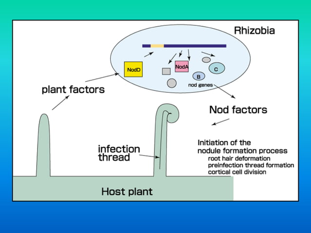 Nodule formation and nod factors | PDF | Gardening | Home & Garden