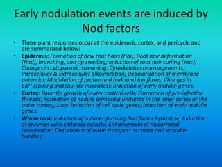 Nodule formation and nod factors | PDF