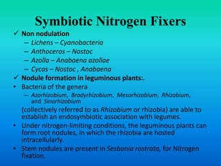Nodule formation and nod factors | PDF