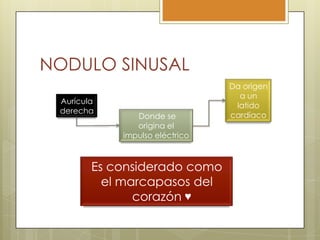 Nodulo sinusal | PPTX
