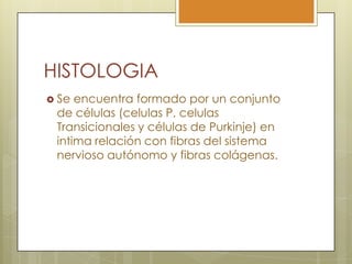 Nodulo sinusal | PPTX