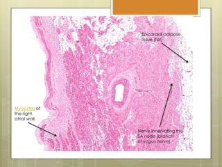 Nodulo sinusal | PPTX