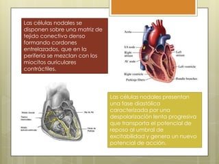 Nodulo sinusal | PPTX