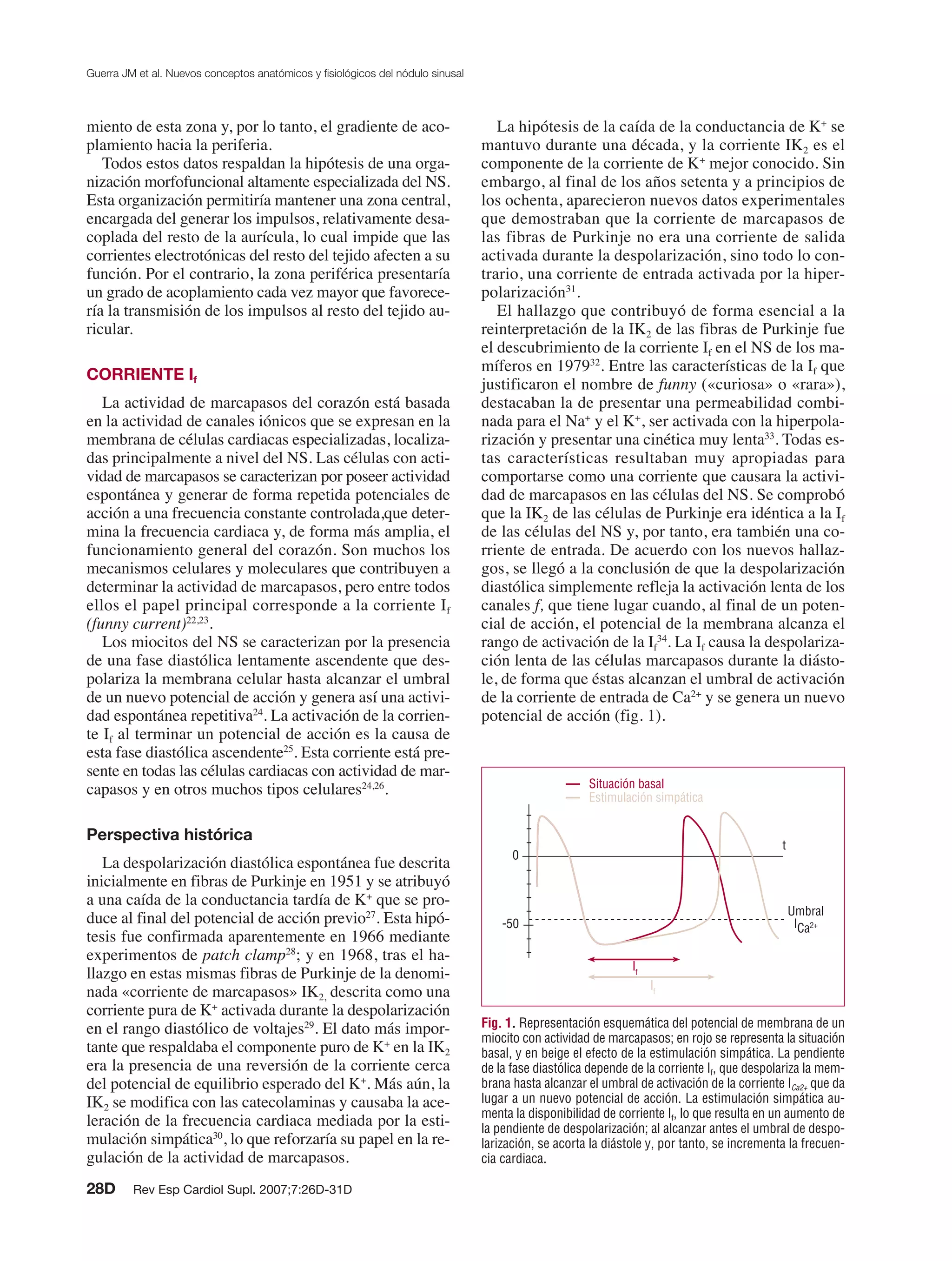 Nódulo Sinusal | PDF
