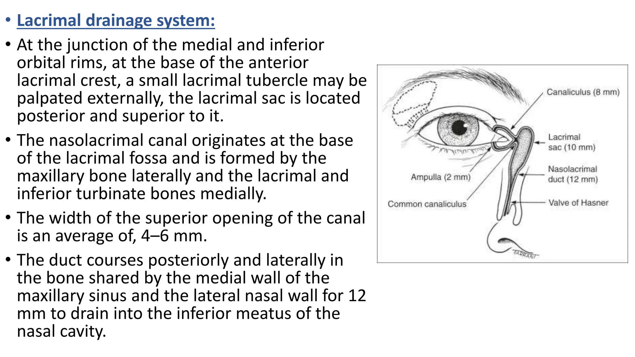 NOE fracture.pptx