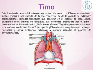 SISTEMA LINFATICO Y SISTEMA ENDOCRINO.pptx