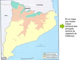 LA VEGETACIÓ by Noelia quevedo i elisabeth pérez | PPTX