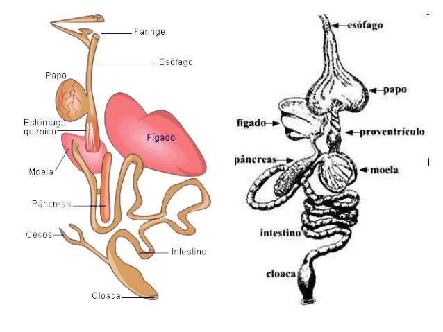 Noções de anatomia das aves i semestre 2014
