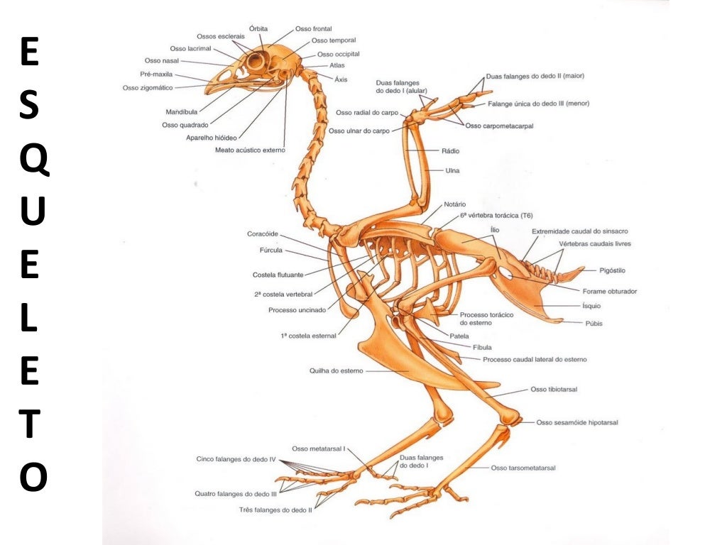 Noções de anatomia das aves i semestre 2014