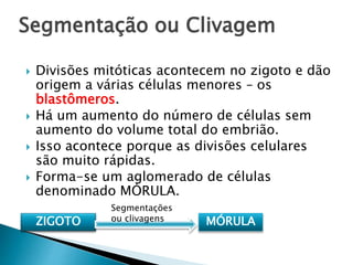 Noções de embriologia animal - 3º ANO | PPT