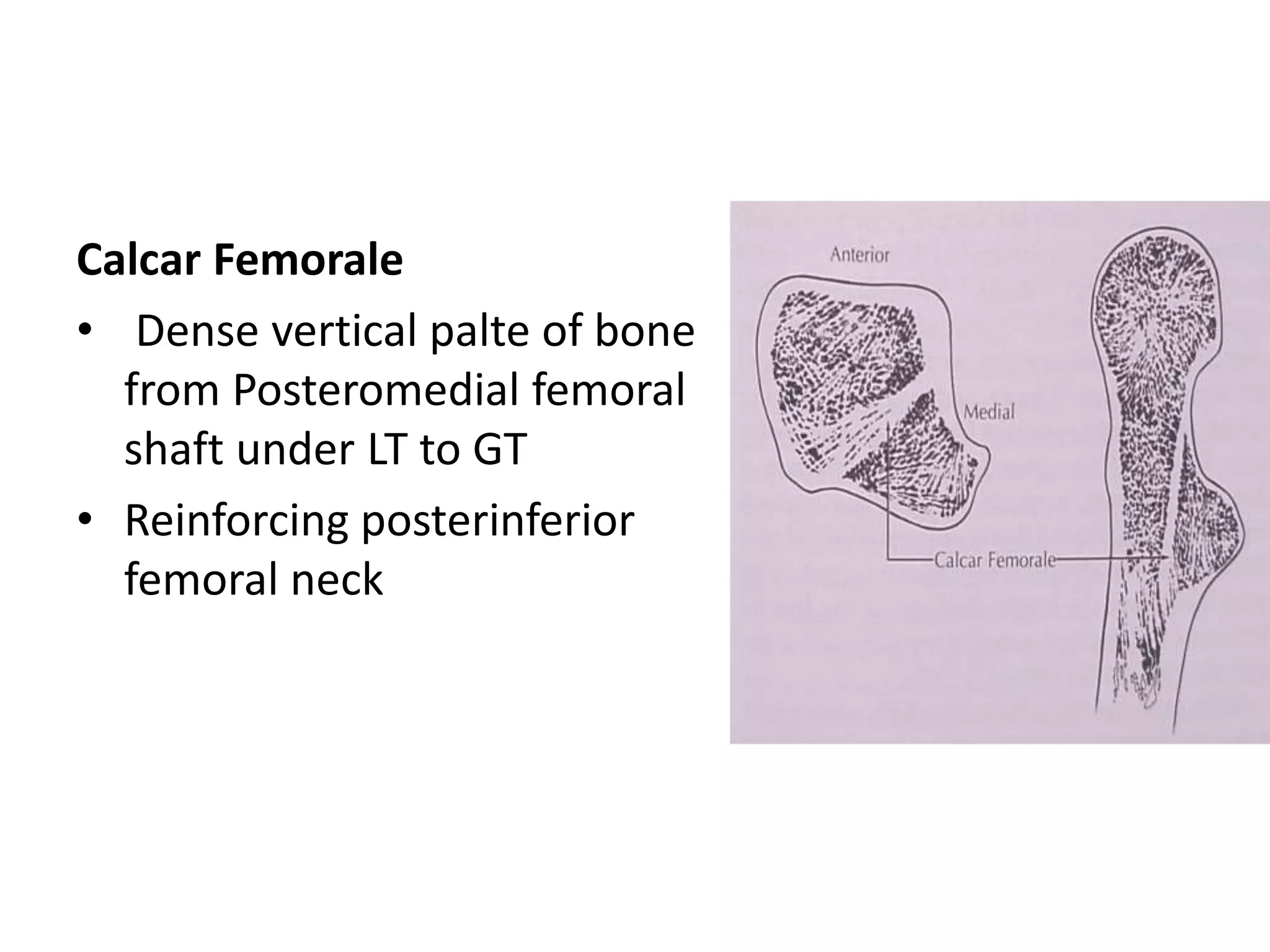Nof anatomy | PPTX