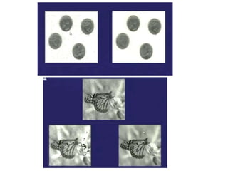 NOISE FILTERS IN IMAGE PROCESSING | PPTX