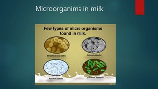 Microbiology of Milk | PPTX