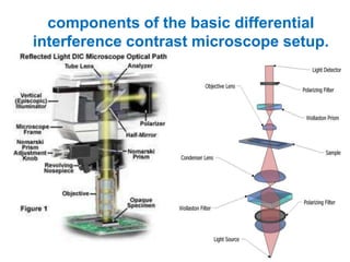 Differential Interference Contrast Microscopy