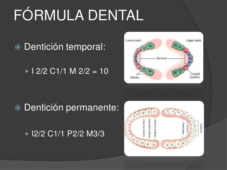 Nomenclatura Dentaria