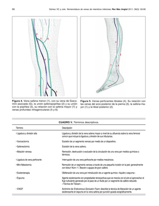 Gran Modelo De Vena Safena
