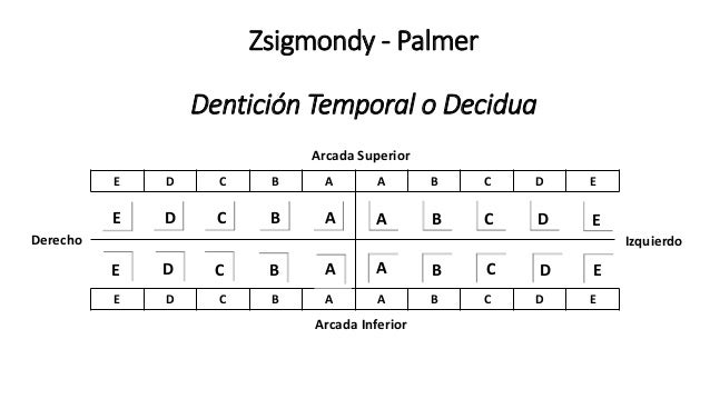 Nomenclatura Dentaria