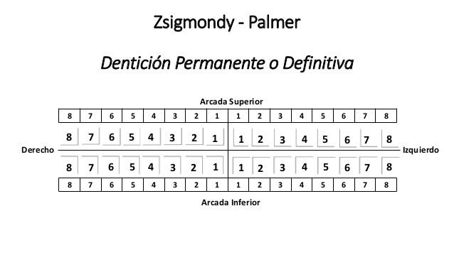 Nomenclatura Dentaria