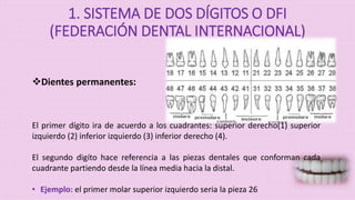 Nomenclatura dentaria | PPTX