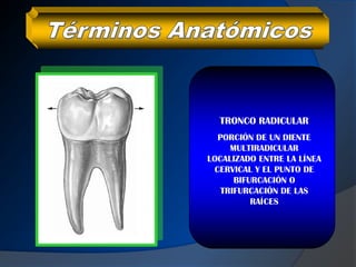 Nomenclatura Dentaria Modificado.pdf