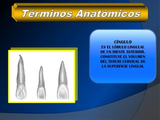 Nomenclatura Dentaria Modificado.pdf | Dental Health | Diseases and ...