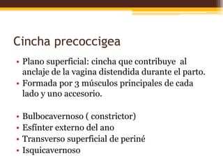 Nomenclatura obstetrica y Pelvimetria.pptx