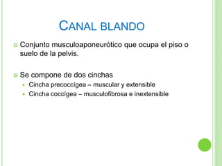 Nomenclatura obstétrica y pelvimetría | PPTX