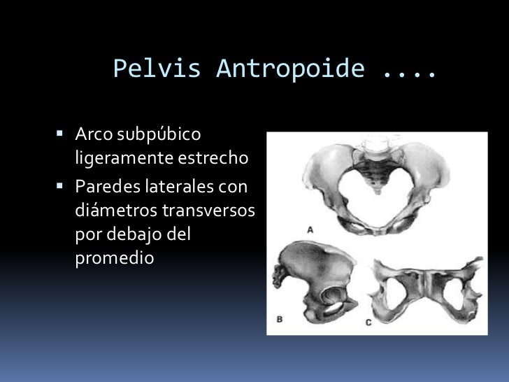 Nomenclatura, Pelvis