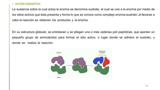 Nomenclatura_y_clasificacion_de_las_enzimas_parte_2_de_3[1].pptx