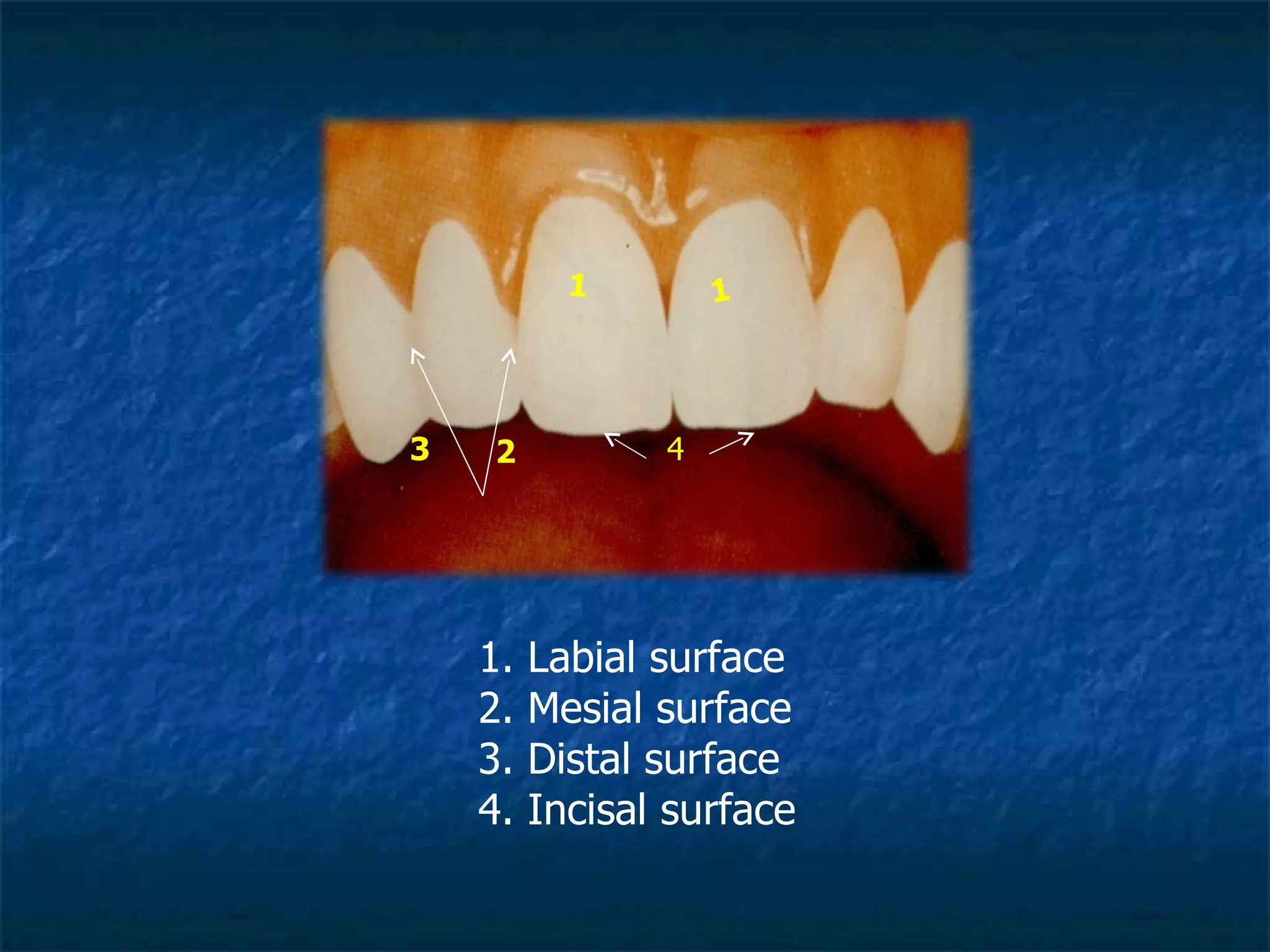 Dental Terminology | PPT