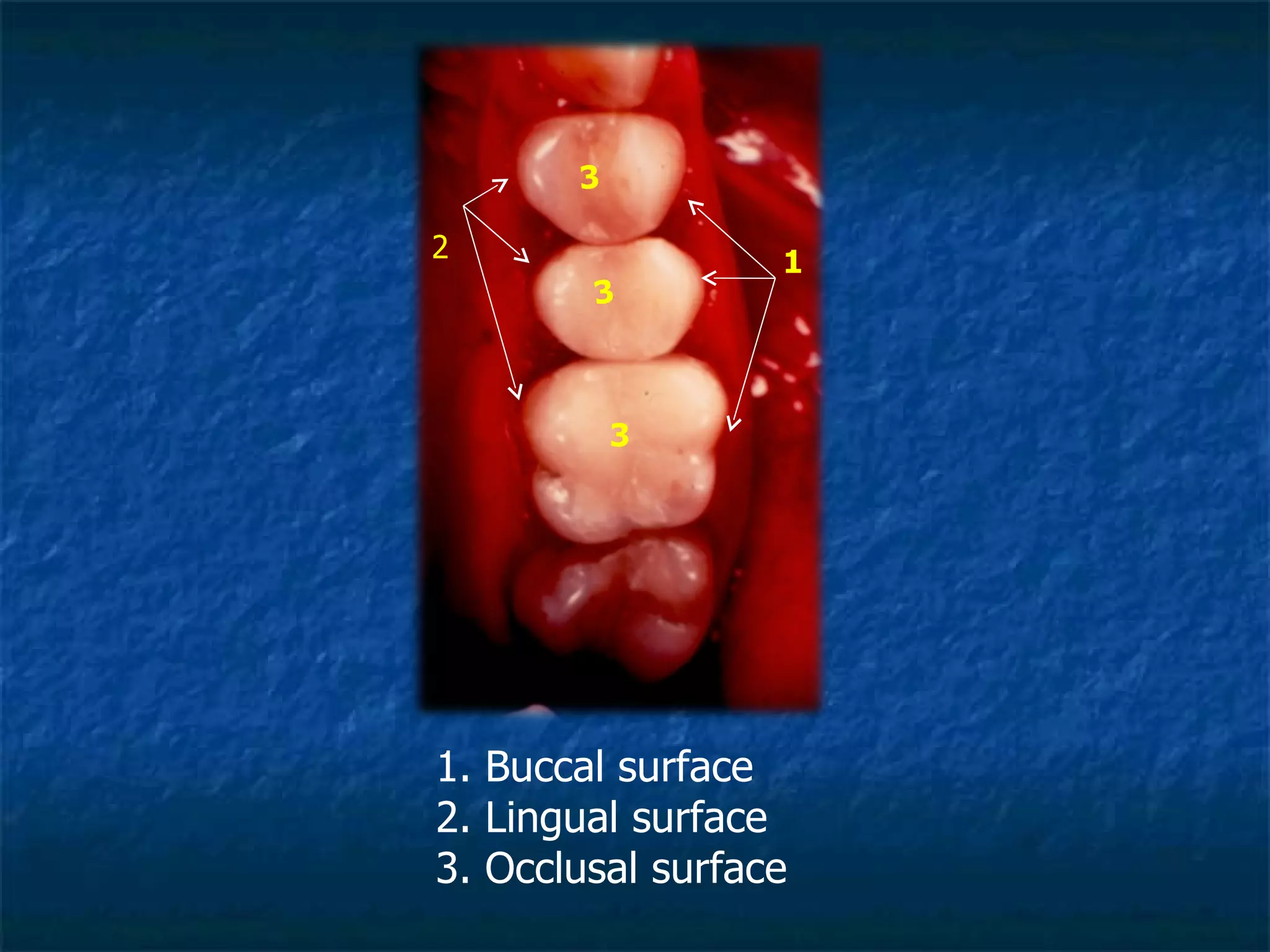 Dental Terminology | PPT